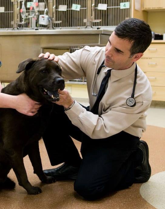 What is a Veterinary Specialist? | Veterinary Medical Center of Central ...