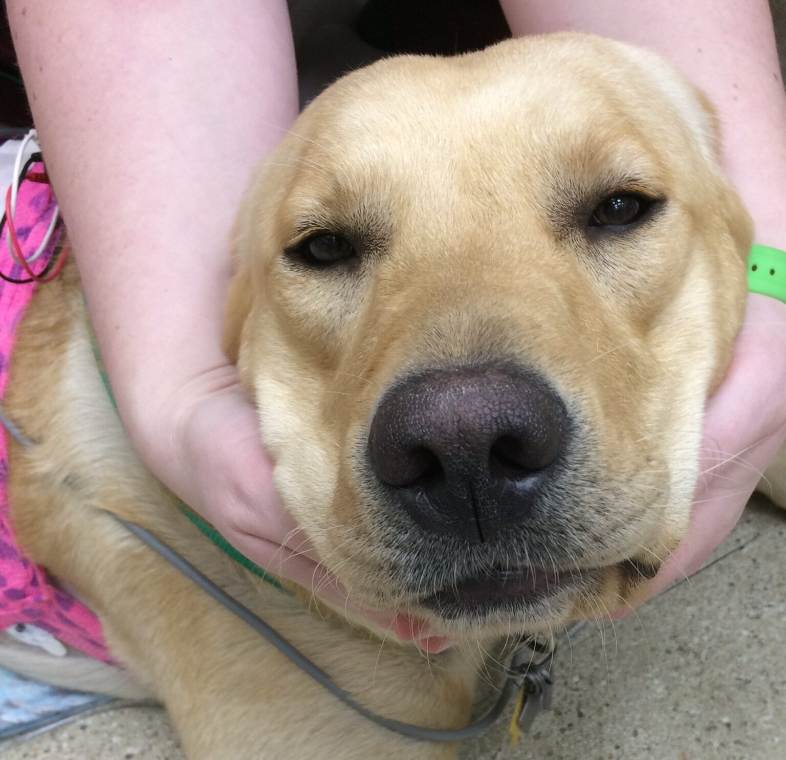 Albuterol toxicity in Pets: Where's your inhaler? | Veterinary Medical ...