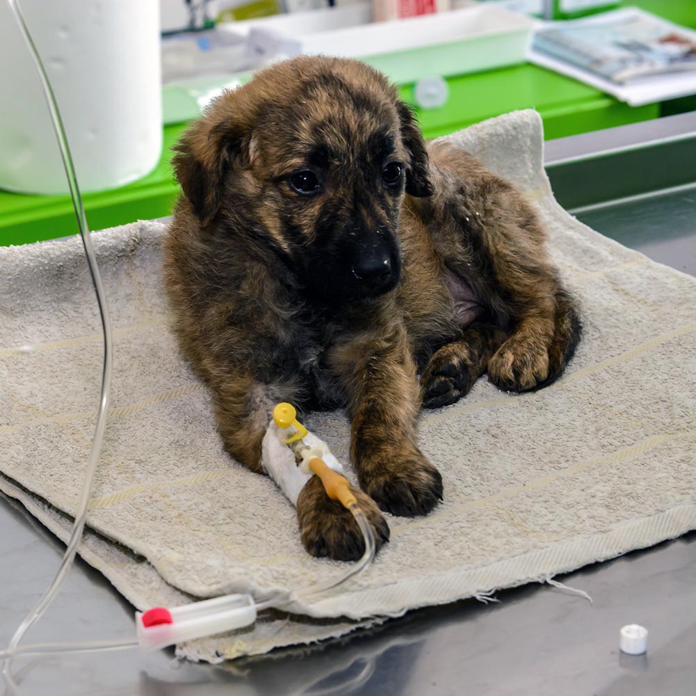 Laparoscopy | Veterinary Medical Center of Central New York